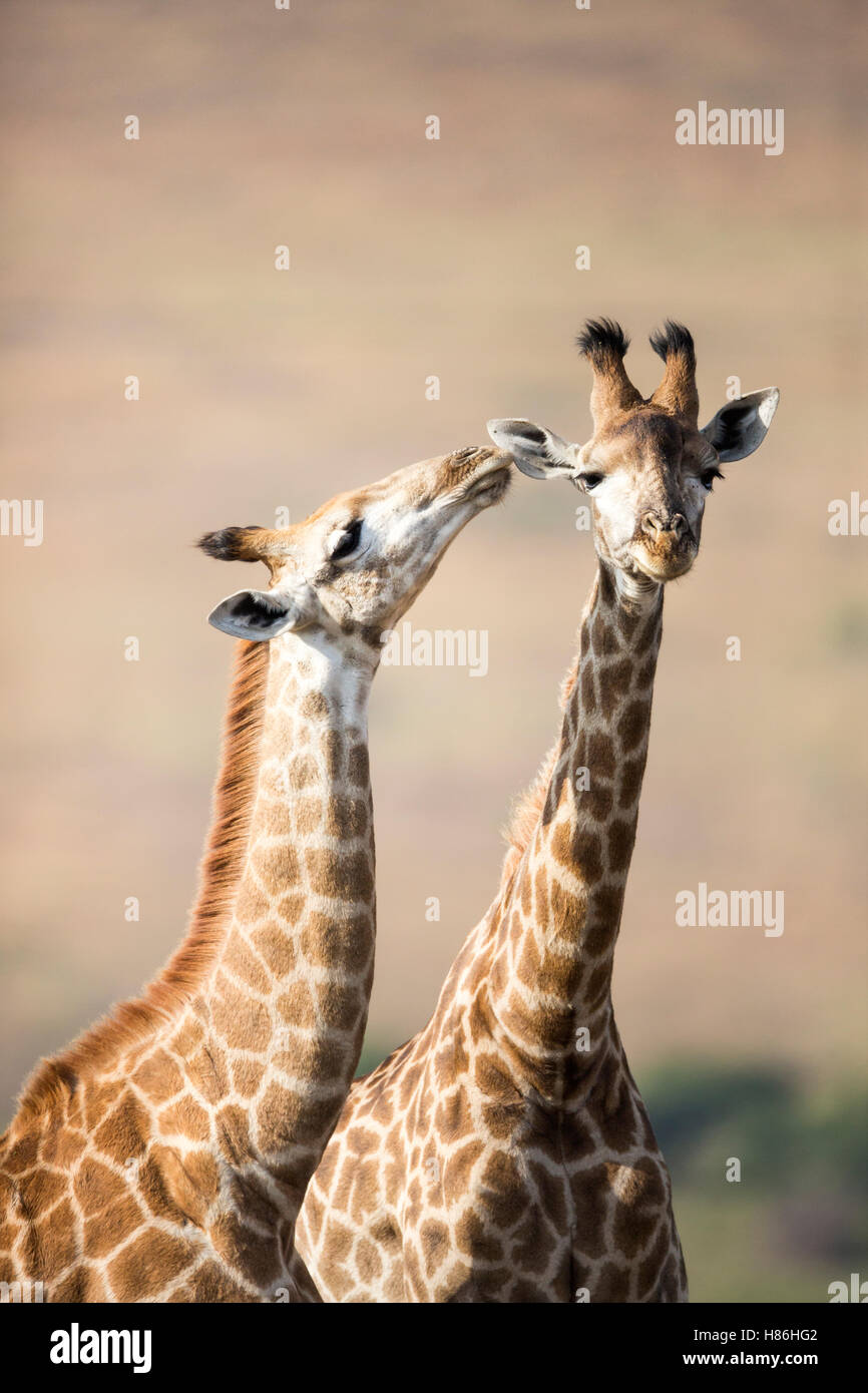 Giraffe (Giraffa camelopardalis) pair courting, KwaZulu-Natal, South ...