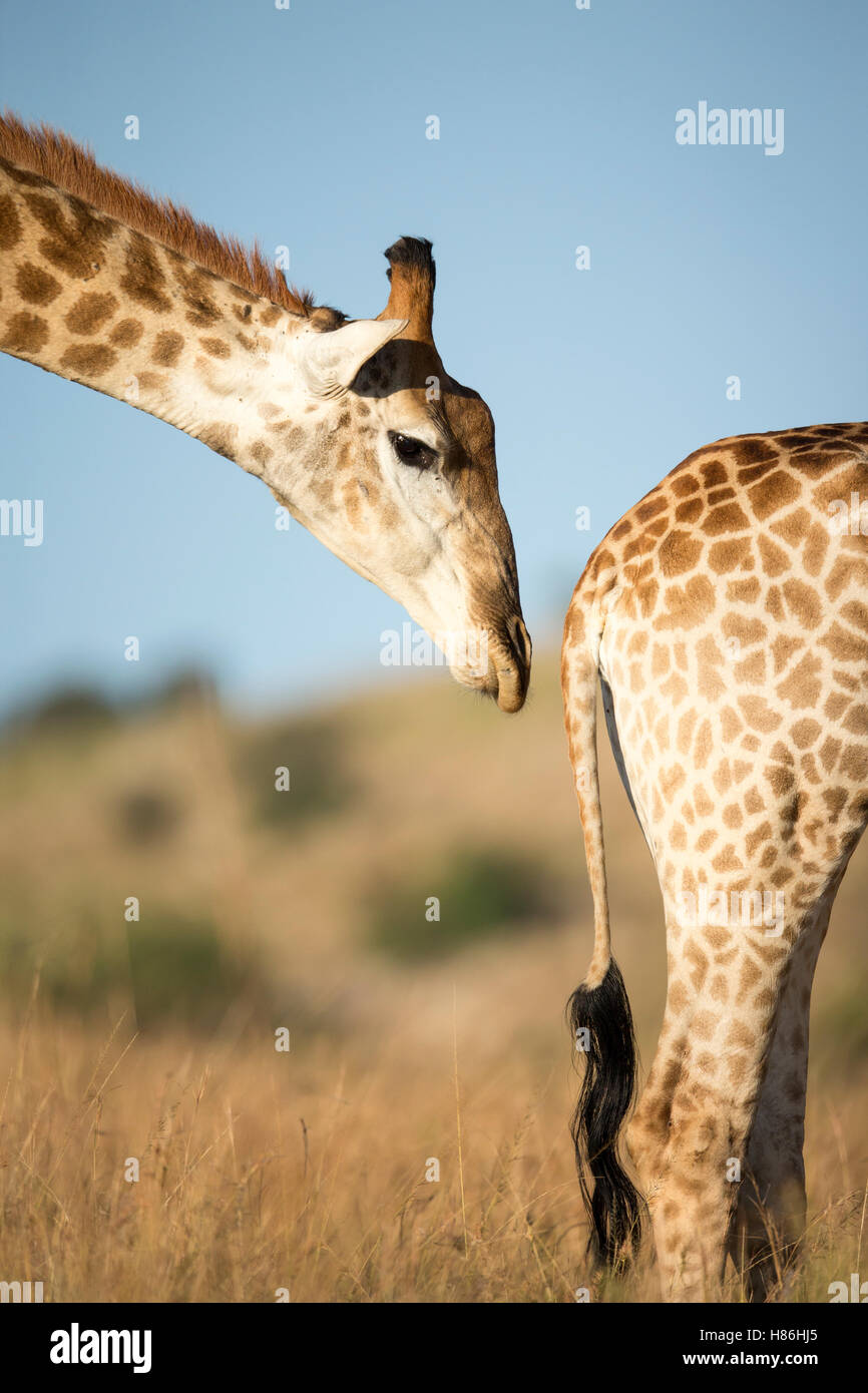 Giraffe (Giraffa camelopardalis) male smelling female to see if she is ...