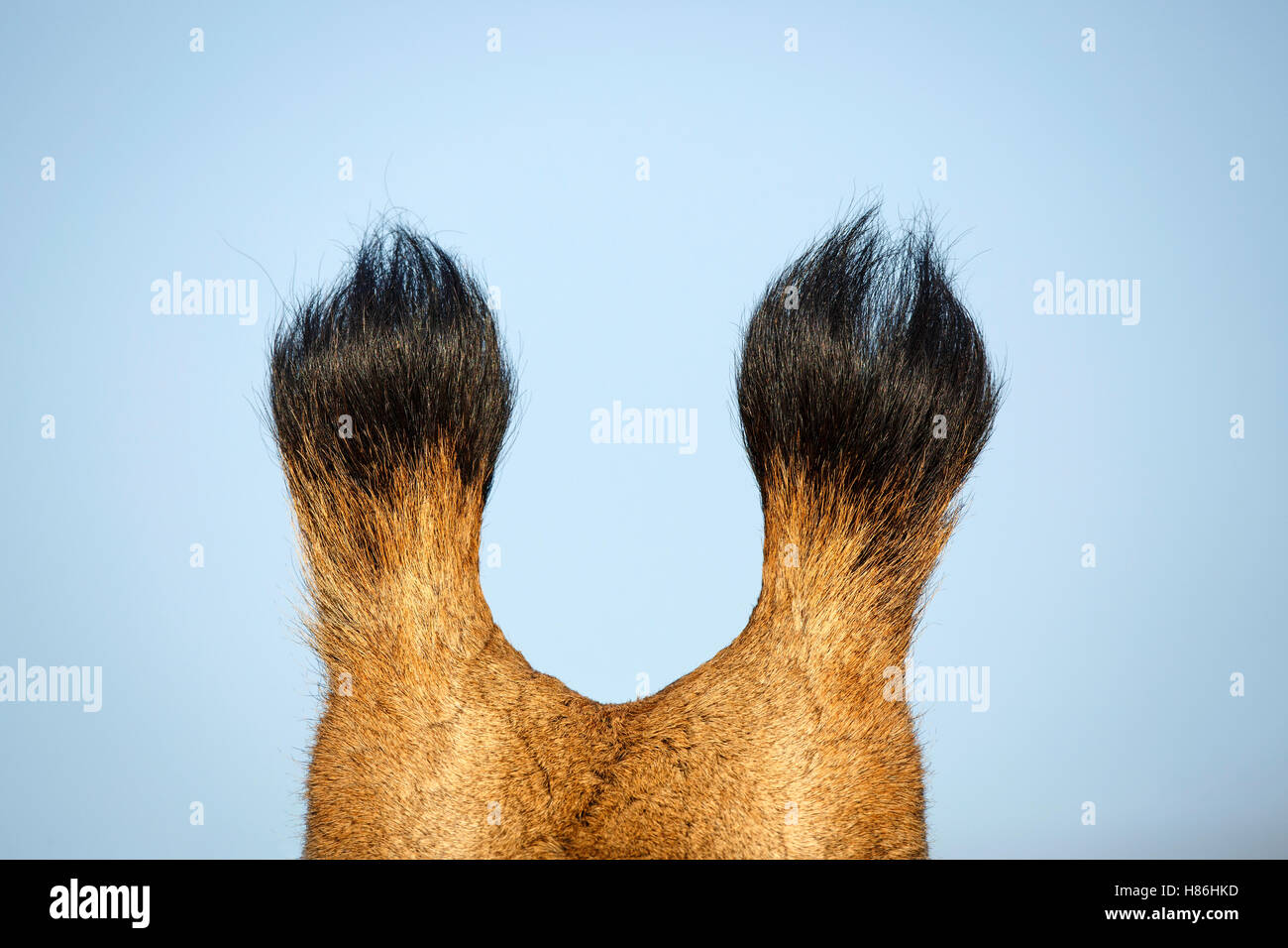 Giraffe (Giraffa camelopardalis) ossicones, KwaZulu-Natal, South Africa ...