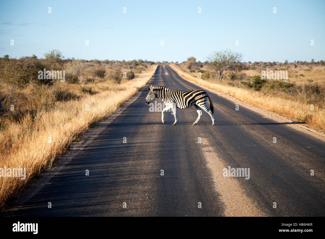 Burchell's Zebra (Equus burchellii) crossing road, Kruger National Park ...