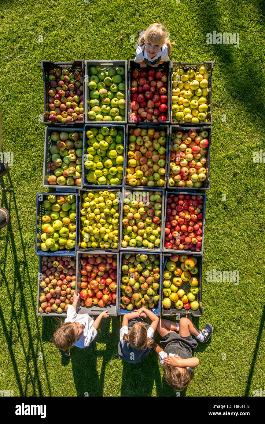 Local schoolchildren looking at boxes of apple varieties prior to the ...