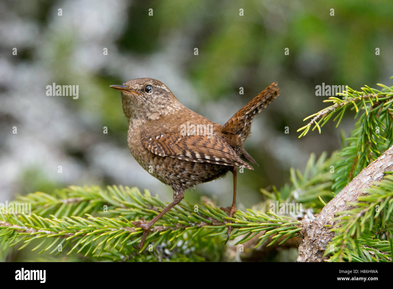 Eurasian Wren (Troglodytes troglodytes), Maine Stock Photo - Alamy
