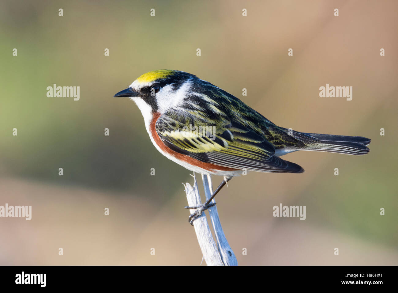 Chestnut-sided Warbler (Setophaga pensylvanica), Maine Stock Photo - Alamy