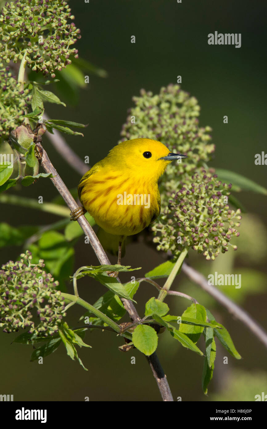 Yellow Warbler (Setophaga petechia) in breeding plumage, Maine Stock ...