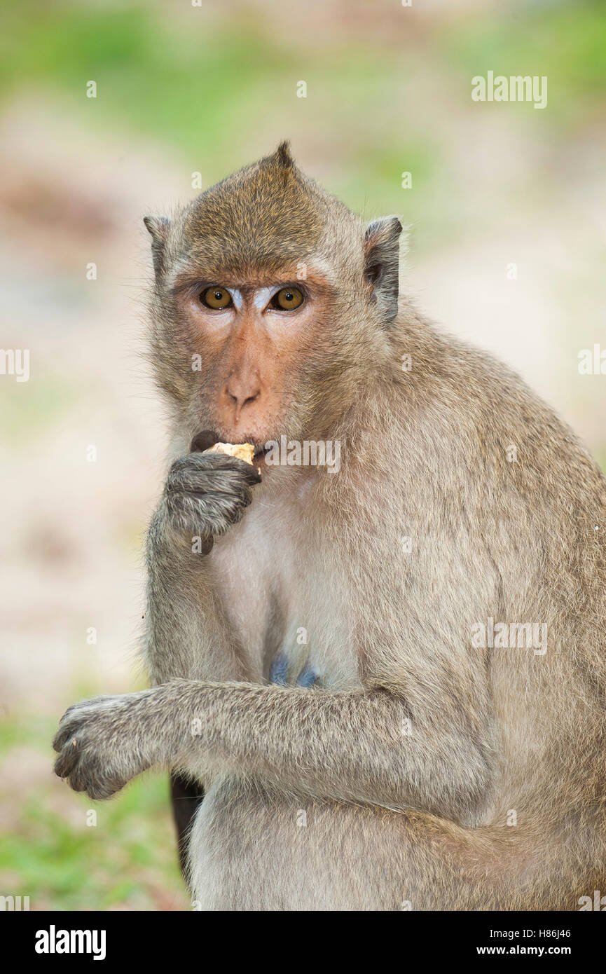 Long-tailed Macaque (Macaca fascicularis) female feeding, Phnom Penh ...