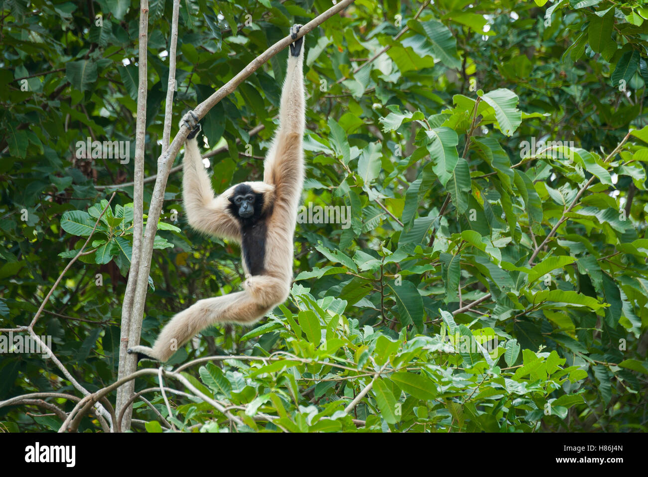 Hanging in its hi-res stock photography and images - Alamy
