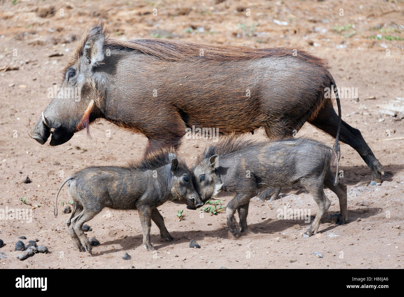 Warthog (Phacochoerus africanus) piglets sparring, Djoudj National Bird ...