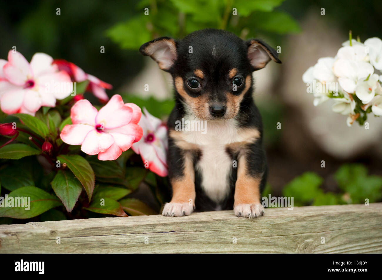 Chihuahua (Canis familiaris)tri-color puppy Stock Photo - Alamy