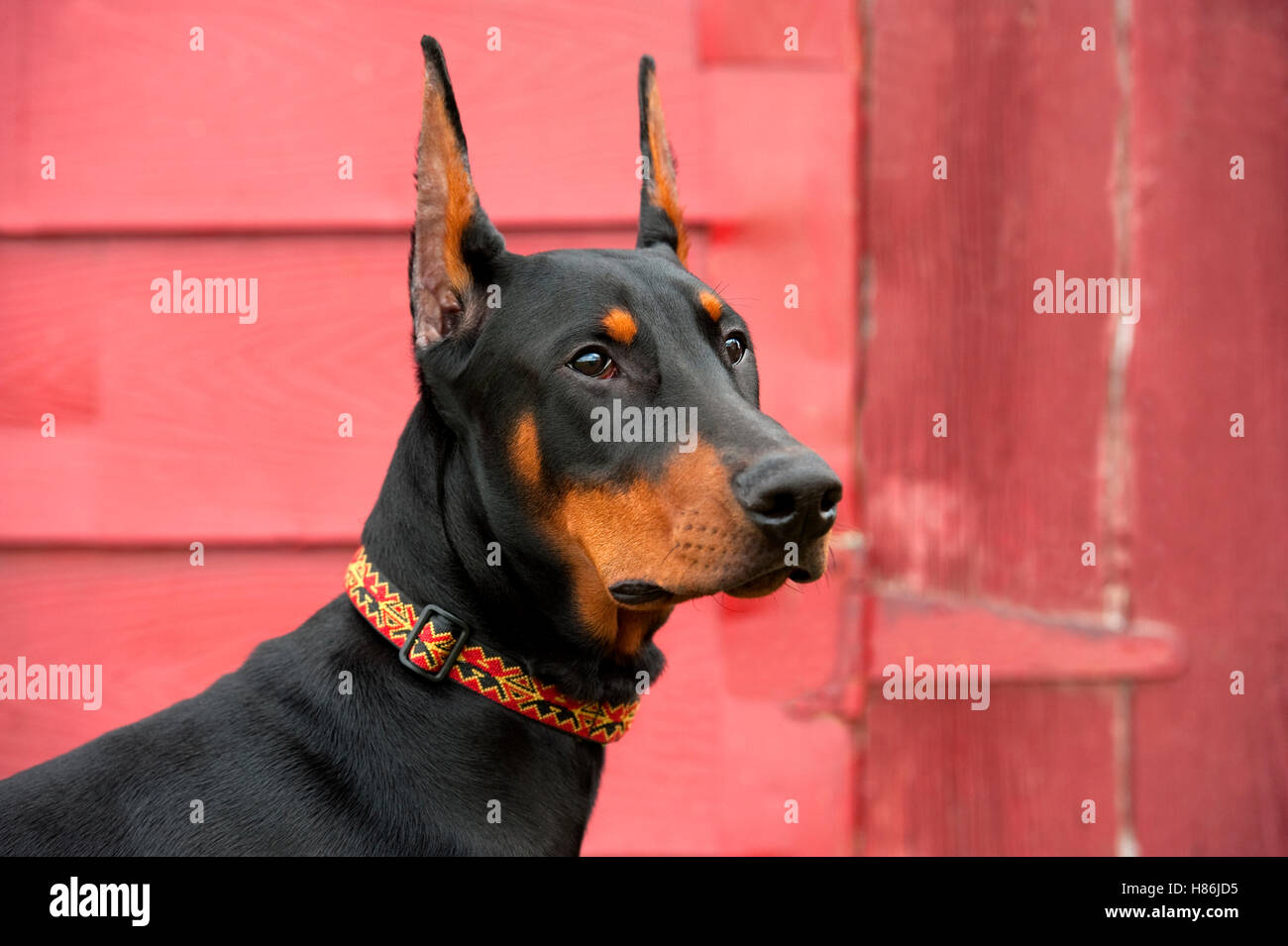 Doberman Pinscher (Canis familiaris) with clipped ears Stock Photo - Alamy