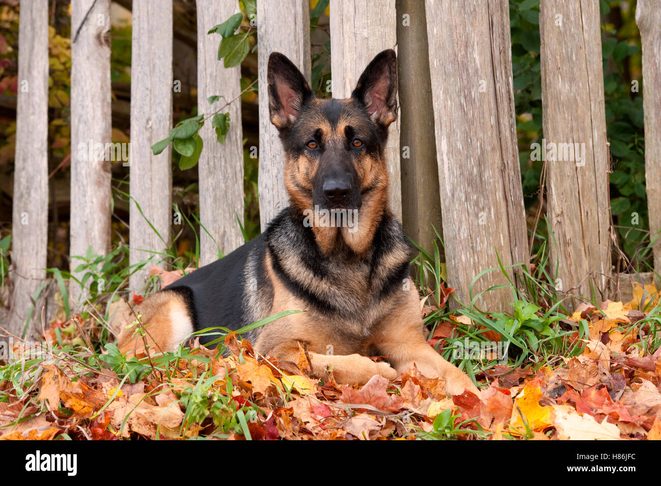 German Shepherd (Canis familiaris) lying in fall leaves Stock Photo - Alamy