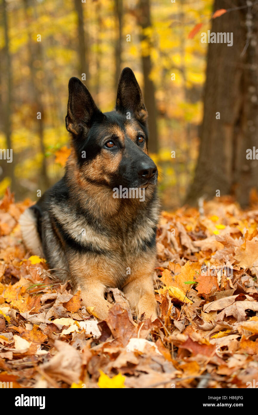 German Shepherd (Canis familiaris) lying in fall leaves Stock Photo - Alamy