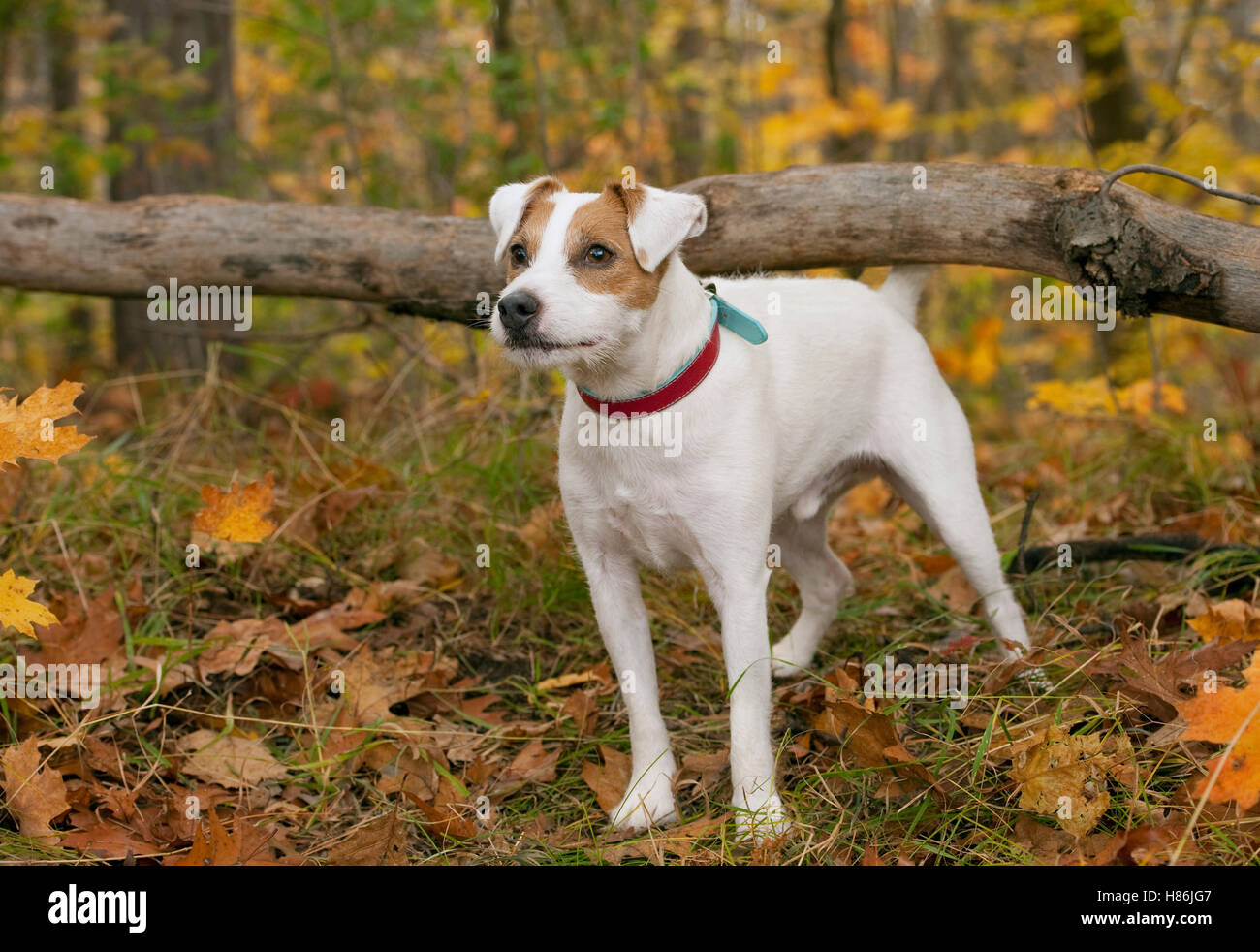 Jack Russell Terrier (Canis familiaris) in fall woods Stock Photo - Alamy