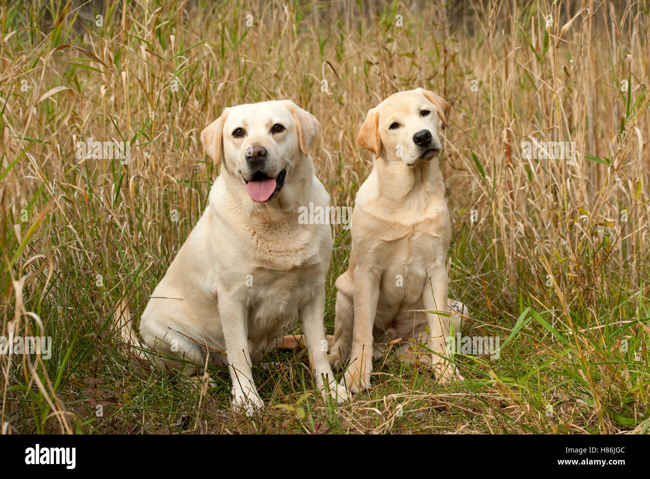 Yellow Labrador Retriever (Canis familiaris) older puppy and adult ...