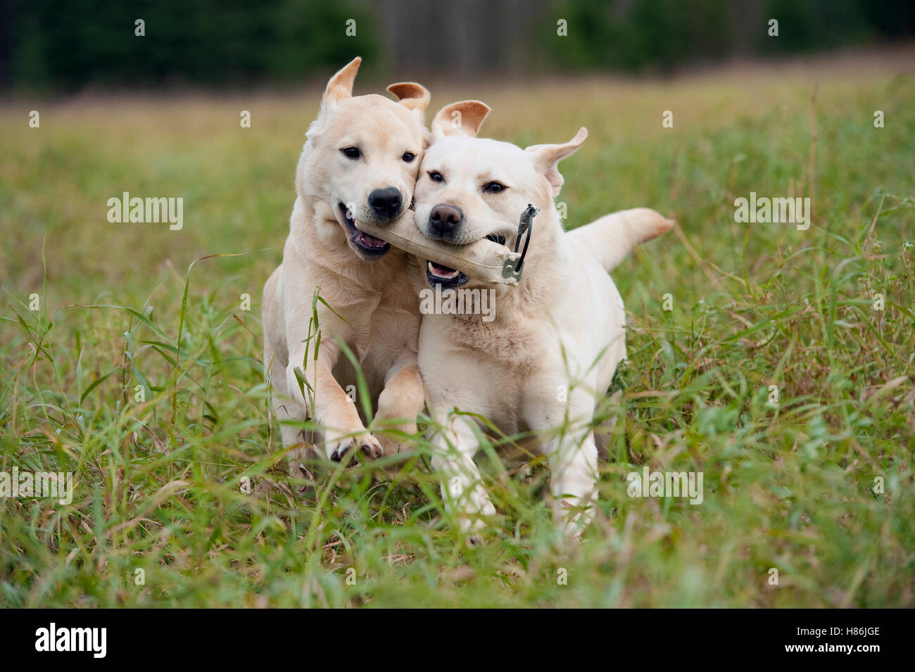 Yellow Labrador Retriever (Canis familiaris) males playing Stock Photo ...