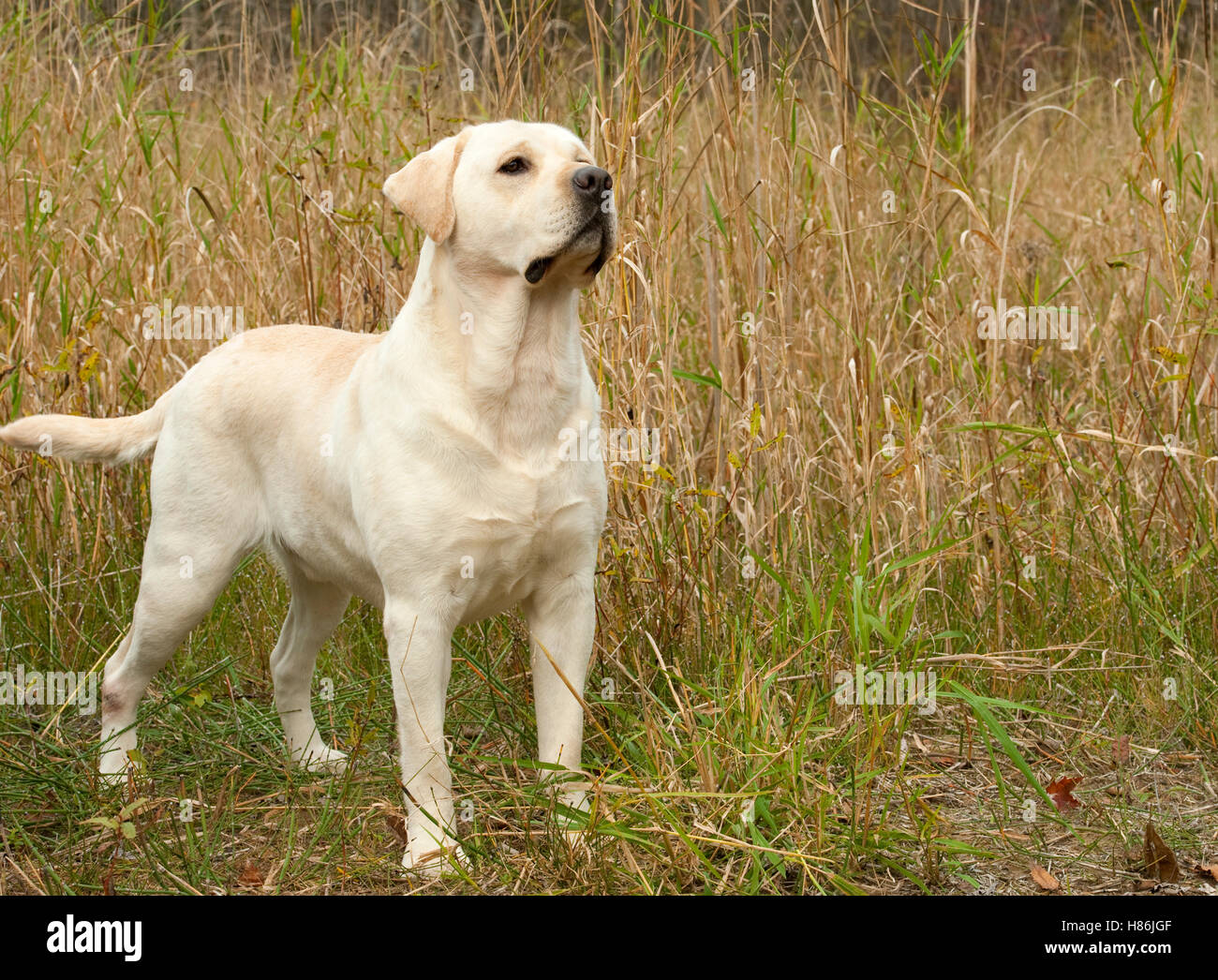 Yellow Labrador Retriever (Canis familiaris Stock Photo - Alamy
