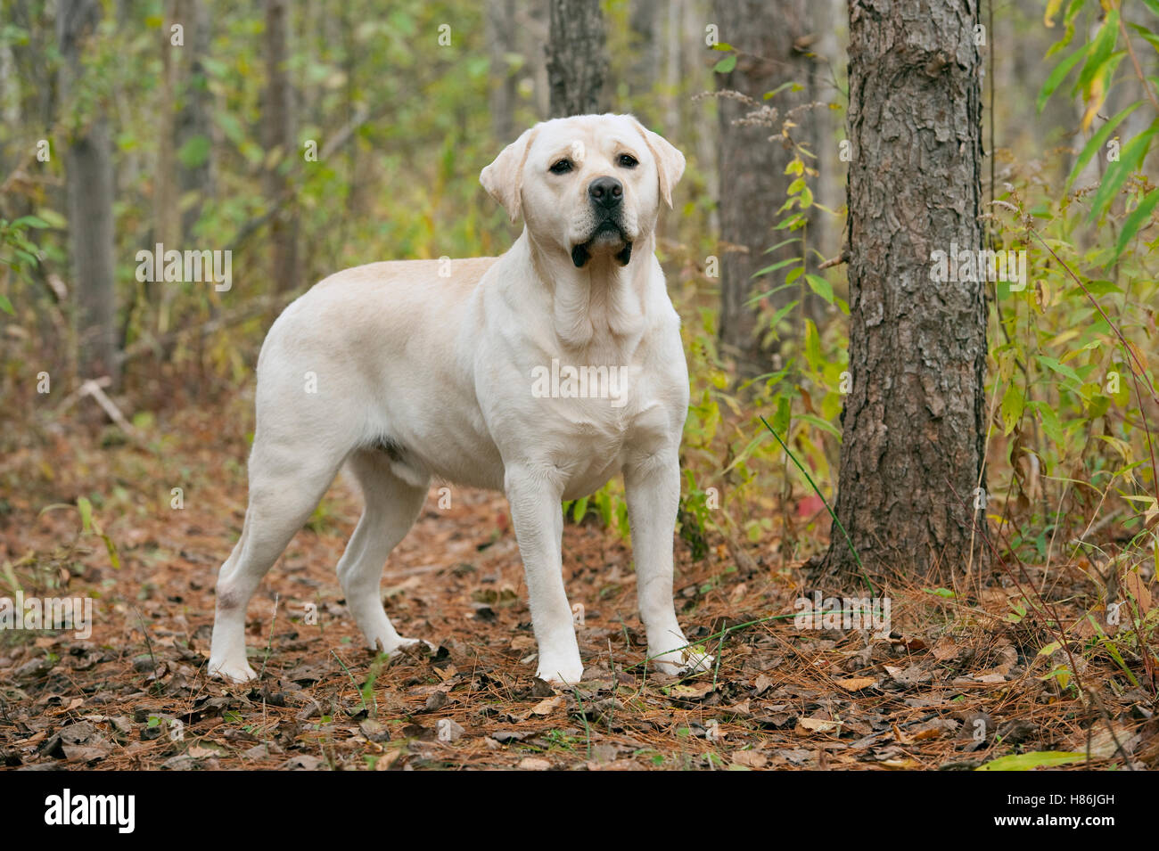Yellow Labrador Retriever (Canis familiaris) male Stock Photo - Alamy
