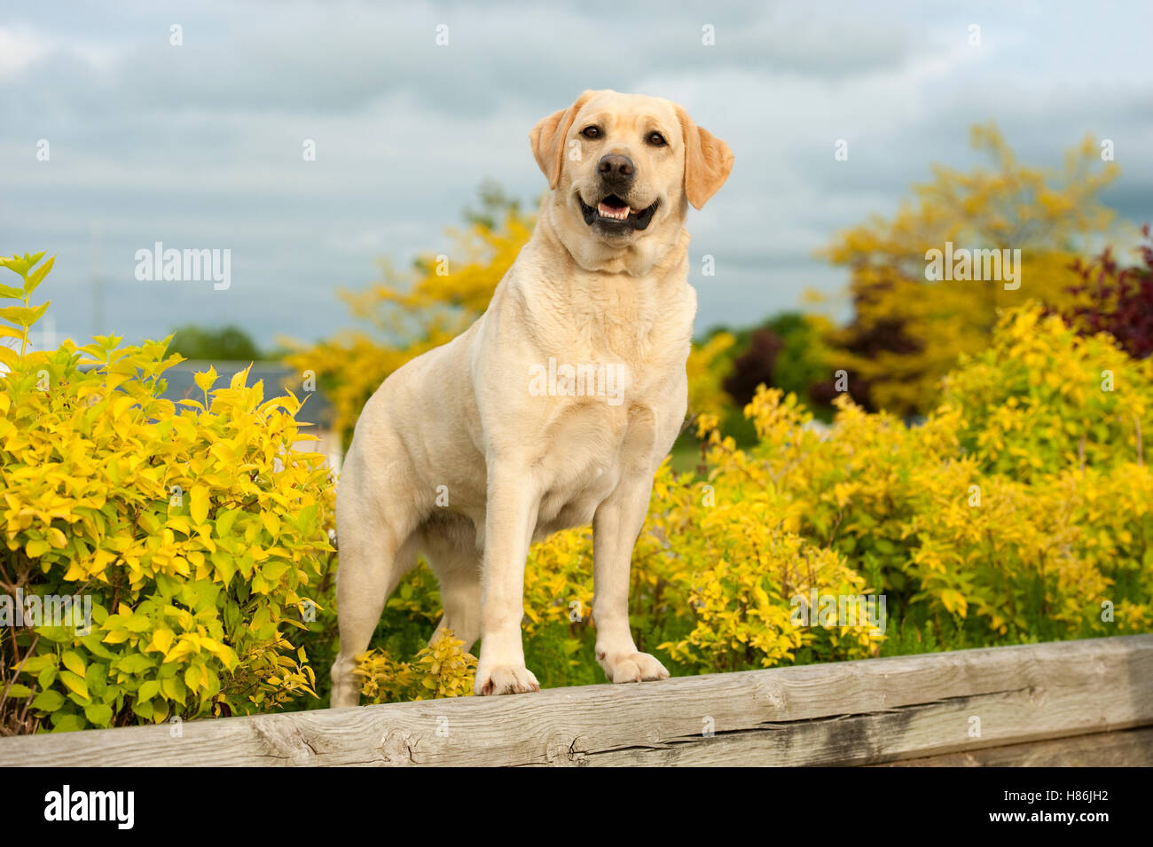 Yellow Labrador Retriever (Canis familiaris Stock Photo - Alamy