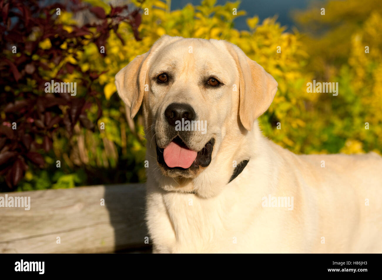 Yellow Labrador Retriever (Canis familiaris) panting Stock Photo - Alamy