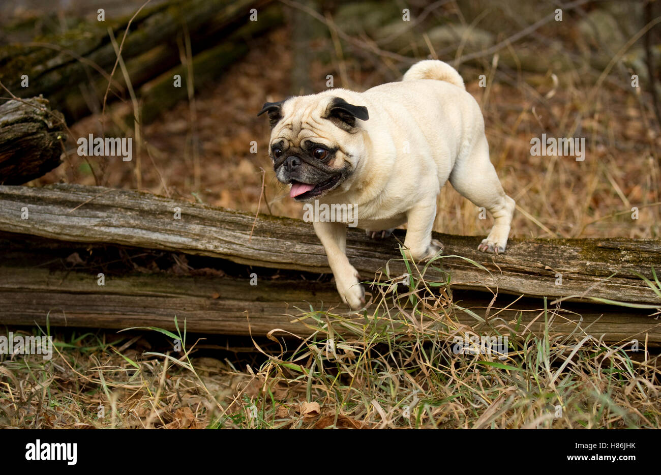 Pug (Canis familiaris) jumping off of log Stock Photo - Alamy