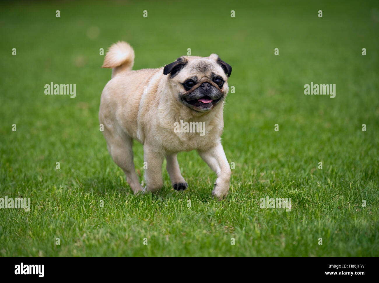 Pug (Canis familiaris) running Stock Photo - Alamy