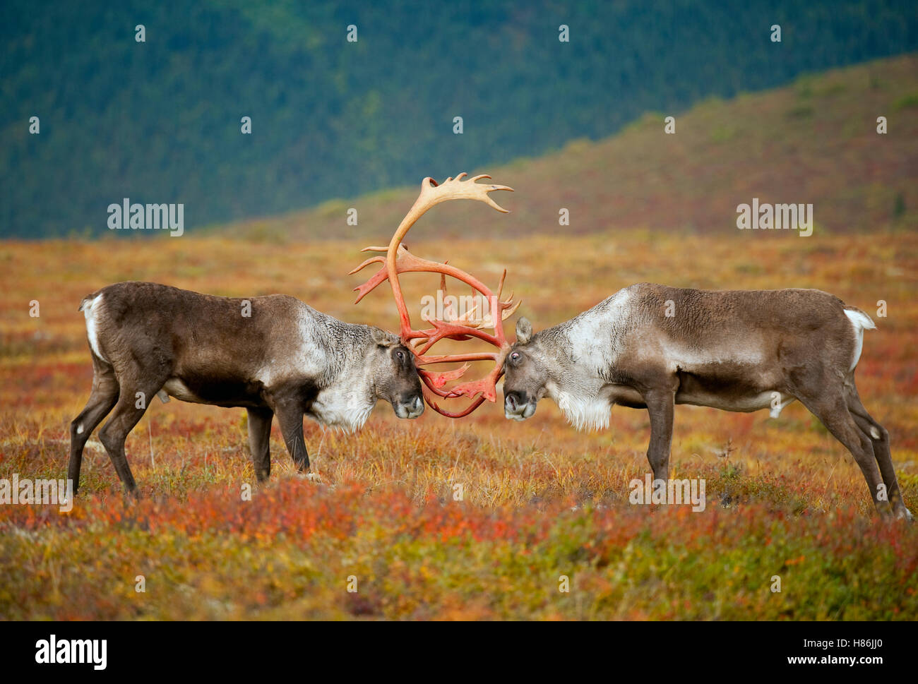 Caribou (Rangifer tarandus) bulls fighting Stock Photo - Alamy