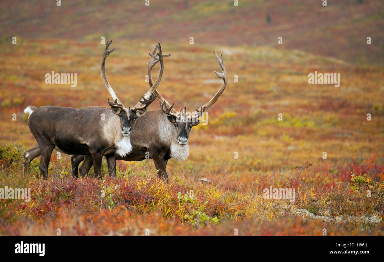 Caribou (Rangifer tarandus) bulls on tundra Stock Photo - Alamy