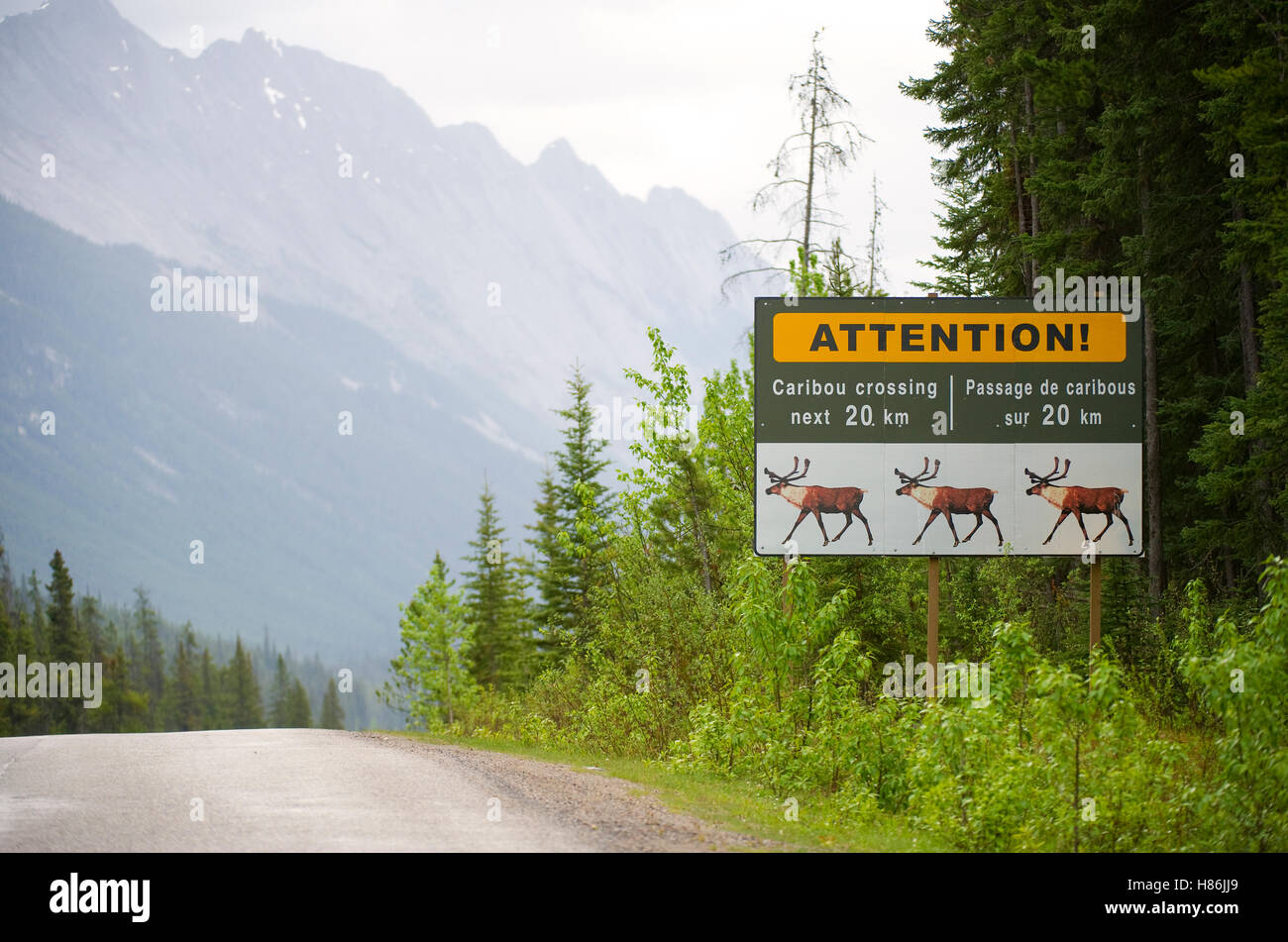 Caribou (Rangifer tarandus) road sign warning people of crossing Stock ...