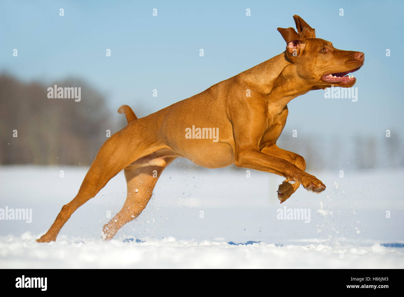 Vizsla (Canis familiaris) running through snow Stock Photo - Alamy