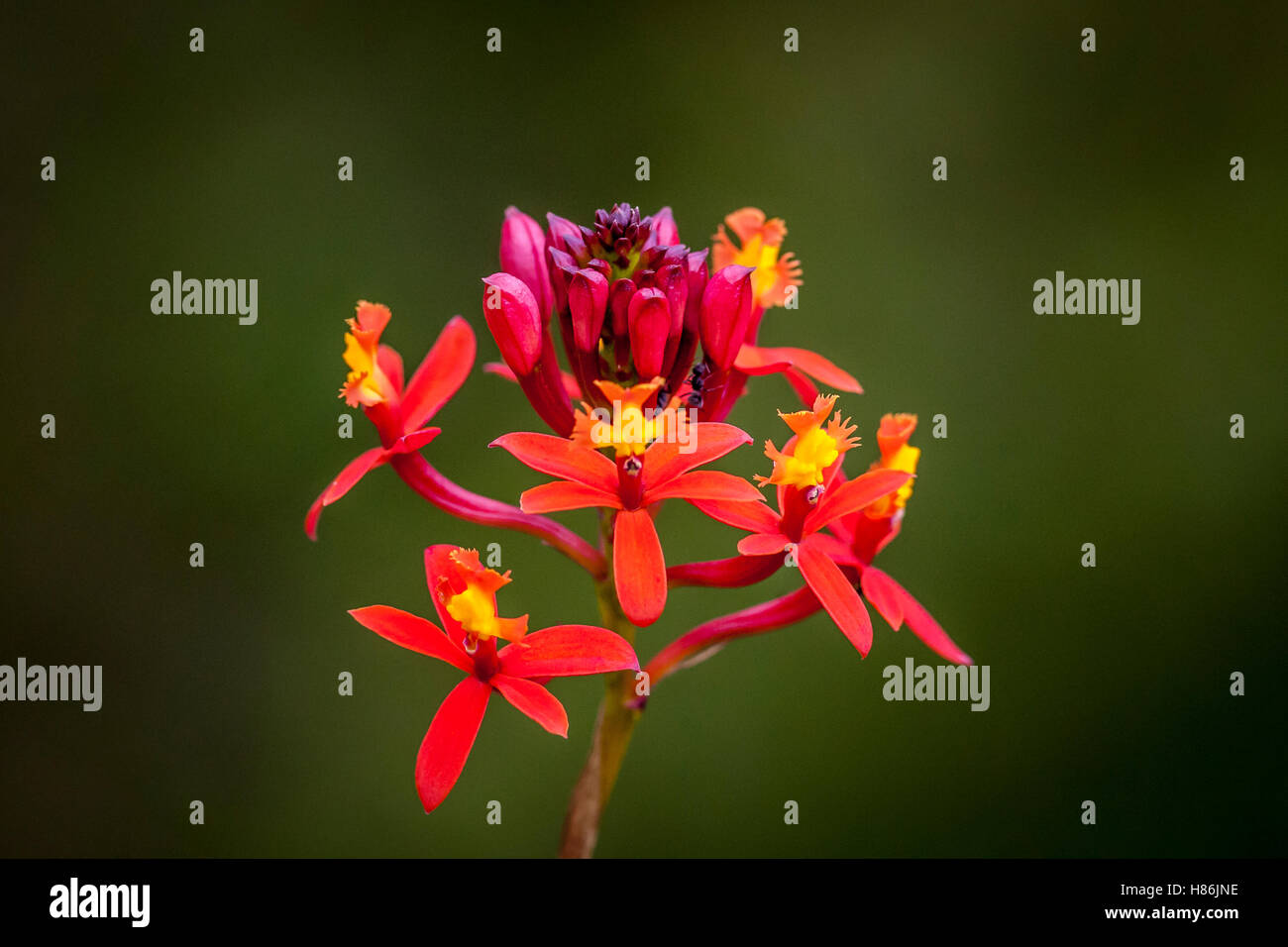 Peruvian flower hi-res stock photography and images - Alamy