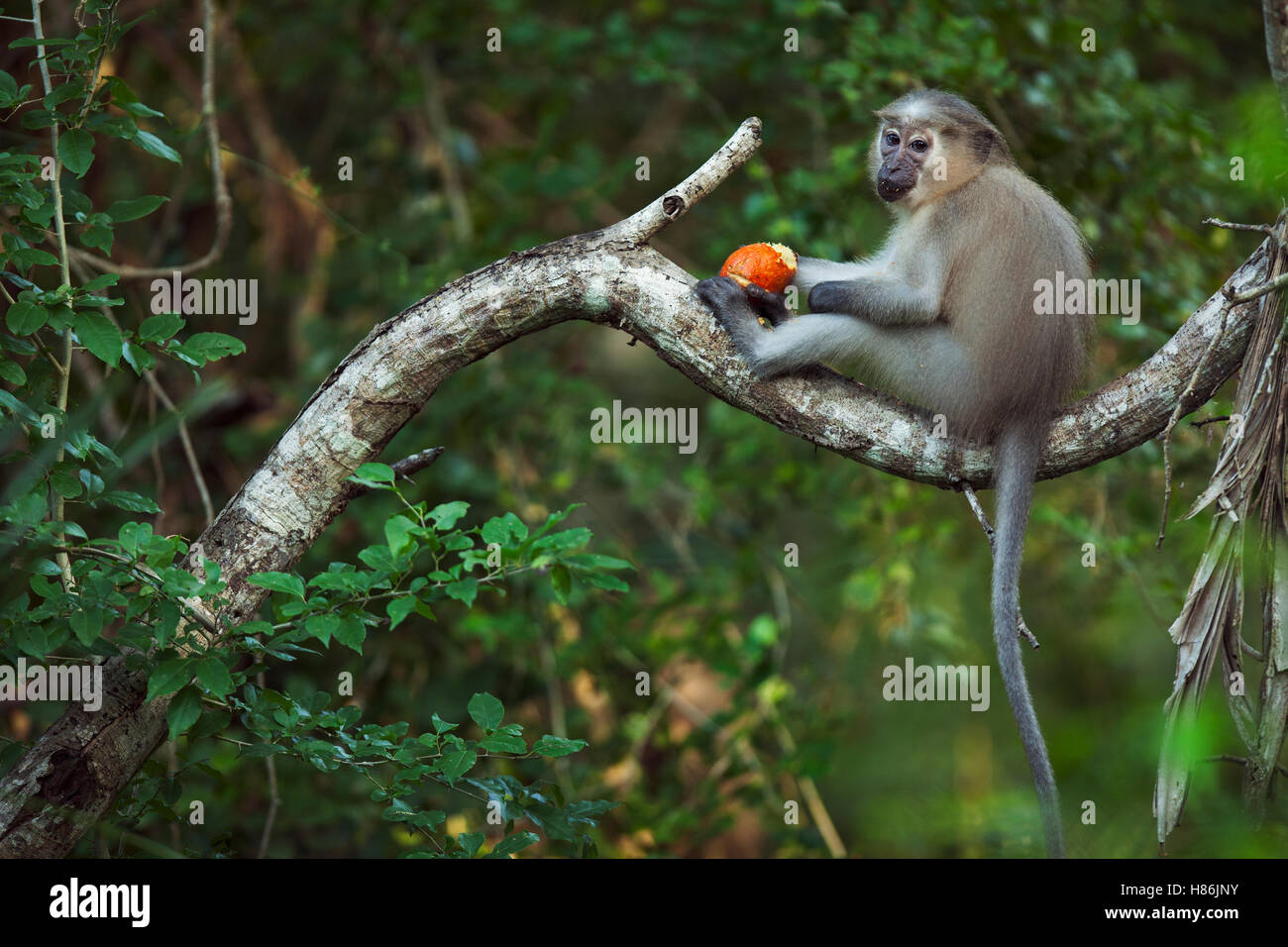 Crested Mangabey (Cercocebus galeritus) feeding on East African Doum ...