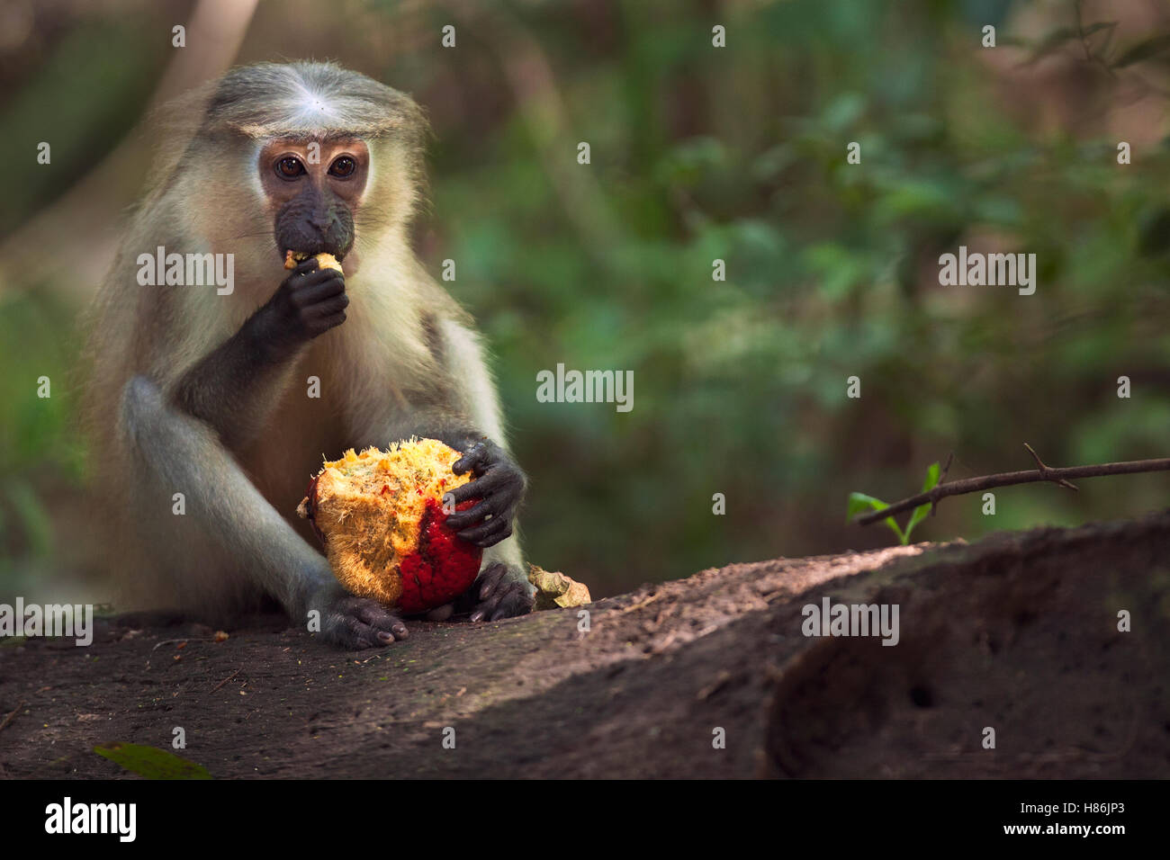 Crested Mangabey (Cercocebus galeritus) feeding on East African Doum ...