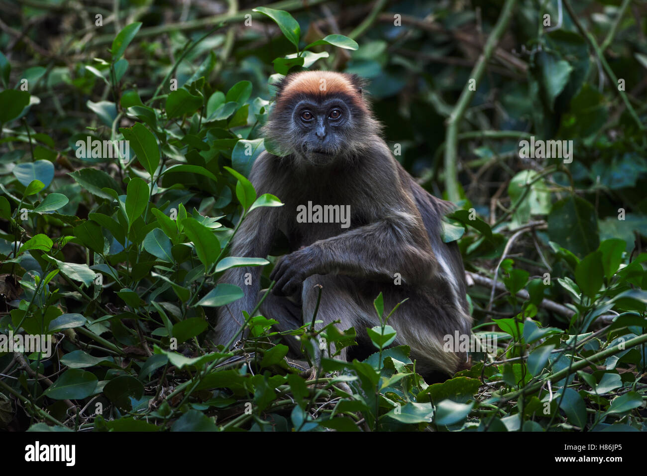 Eastern Red Colobus (Procolobus rufomitratus) female feeding on leaves ...