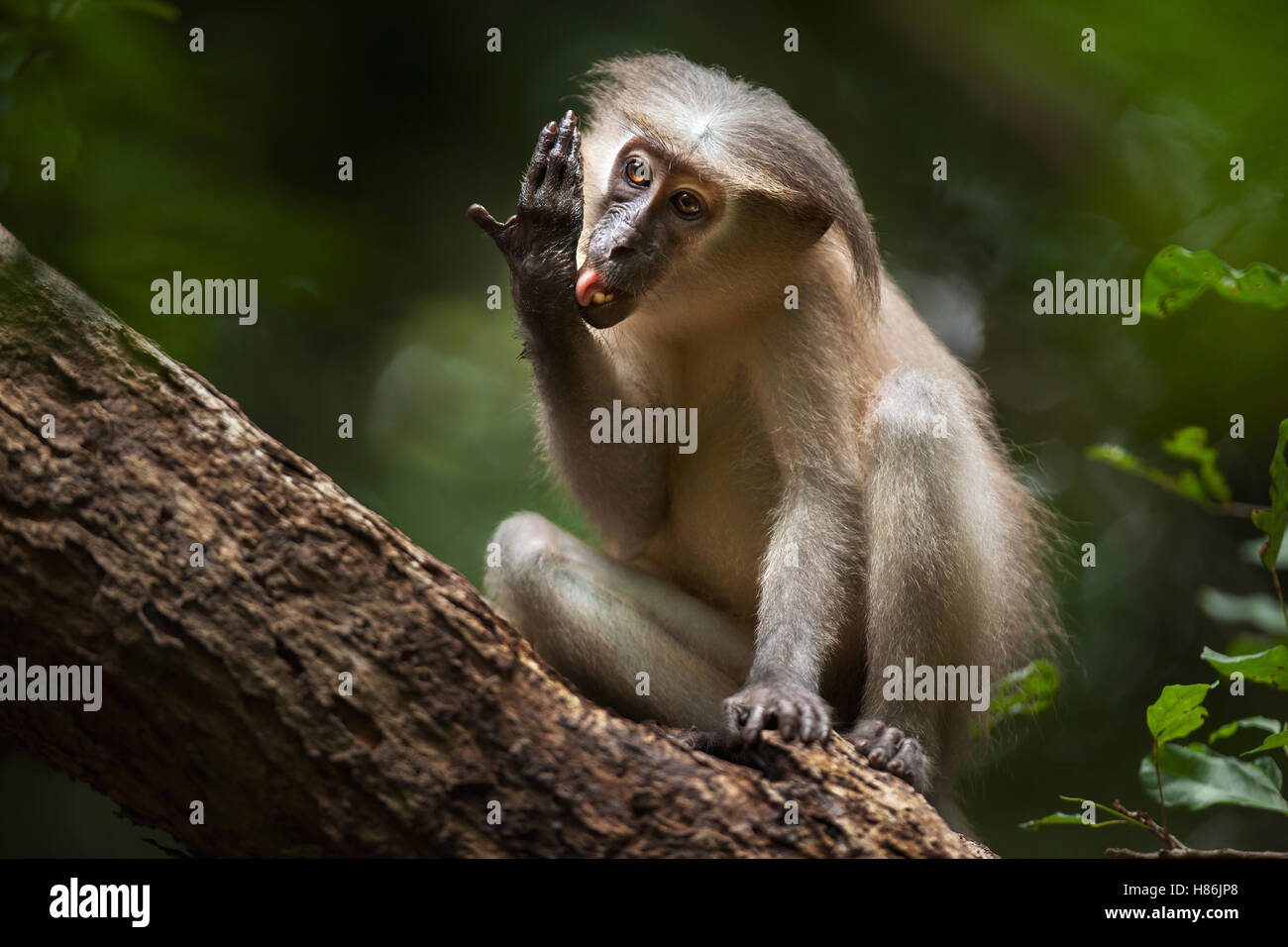 Crested Mangabey (Cercocebus galeritus) licking arm to drink from ...