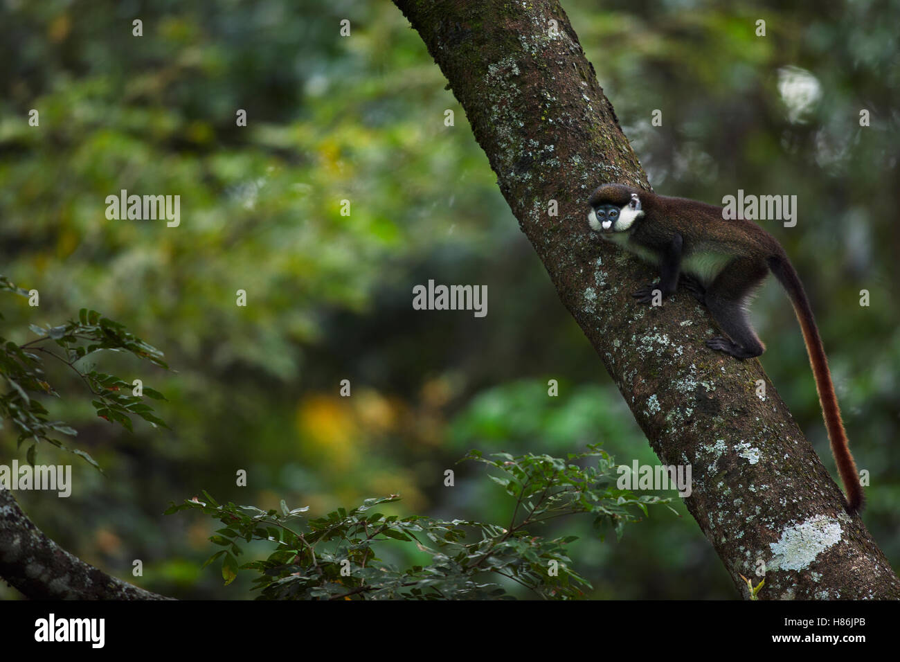 Red-tail Monkey (Cercopithecus ascanius) in tree, Kakamega Forest ...