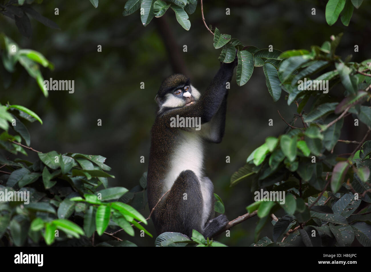 Red-tail Monkey (Cercopithecus ascanius) female in tree, Kakamega ...