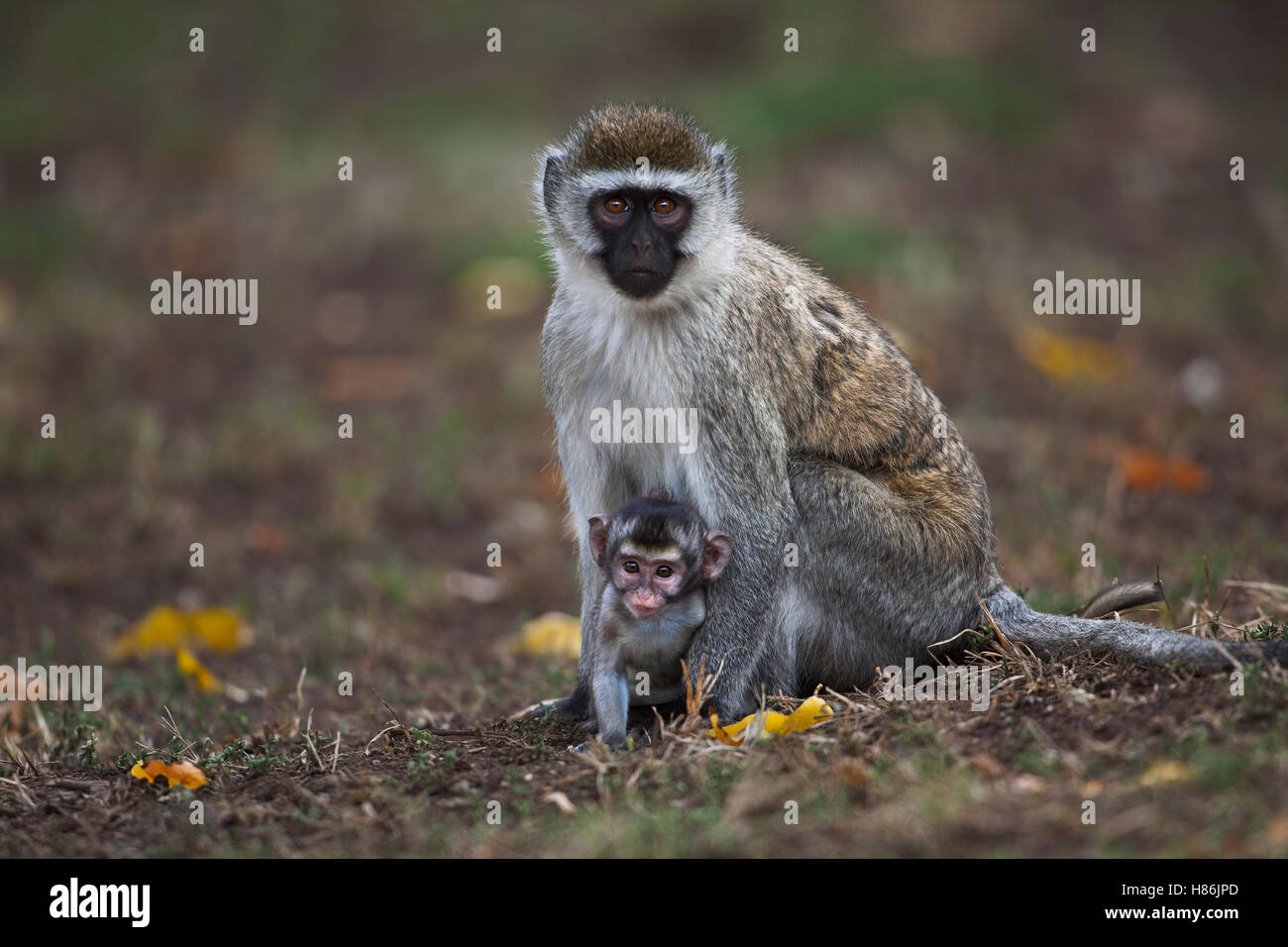 Black-faced Vervet Monkey (Cercopithecus aethiops) mother with baby ...