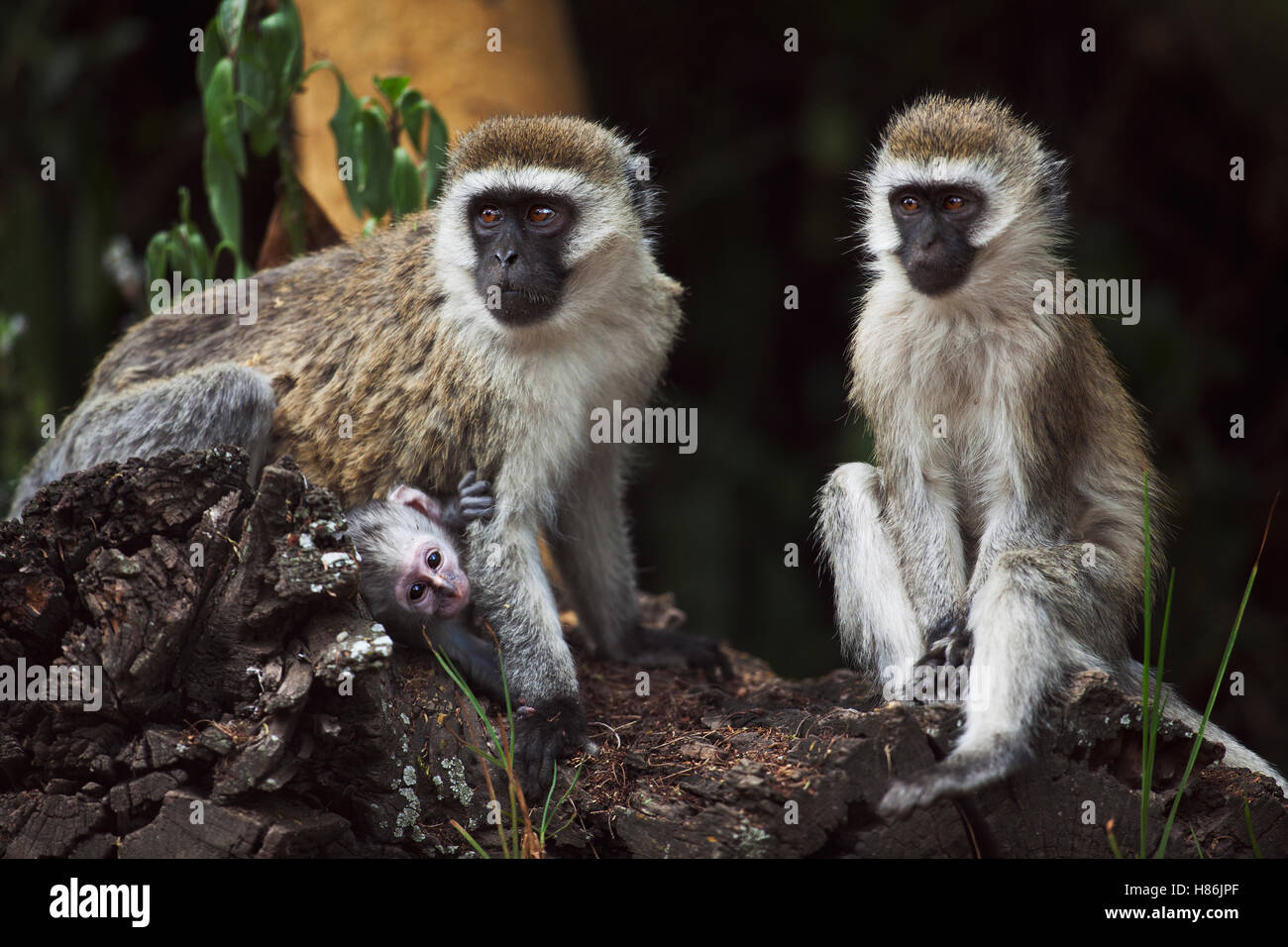 Black-faced Vervet Monkey (Cercopithecus aethiops) mother with baby and ...
