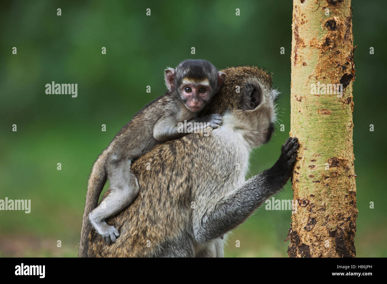 Black-faced Vervet Monkey (Cercopithecus aethiops) mother with baby ...