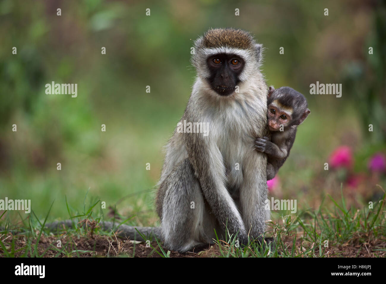 Black-faced Vervet Monkey (Cercopithecus aethiops) mother with baby ...