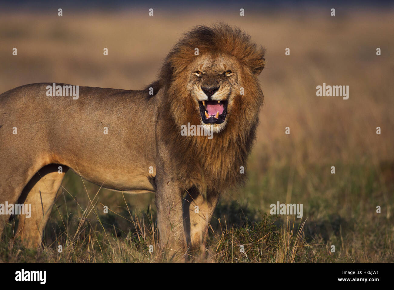African Lion (Panthera leo) male flehming, Masai Mara, Kenya Stock ...