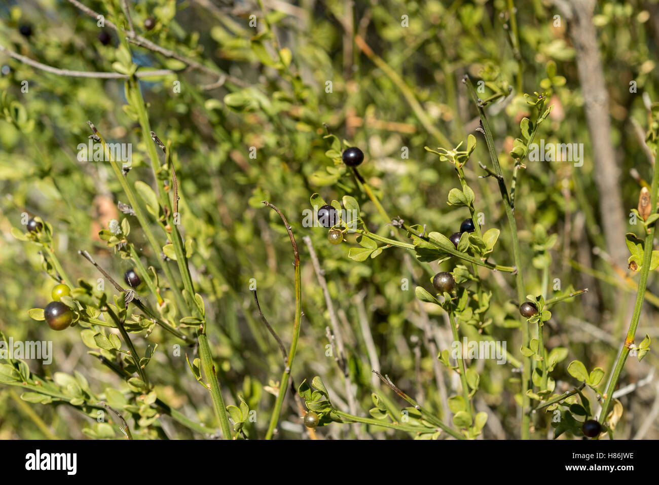 Foliage and fruits of Wild Jasmine, Jasminum fruticans. It is a species ...