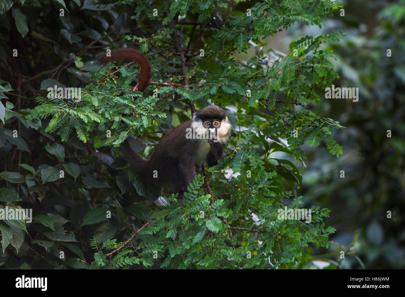 Red-tail Monkey (Cercopithecus ascanius) juvenile feeding in tree ...