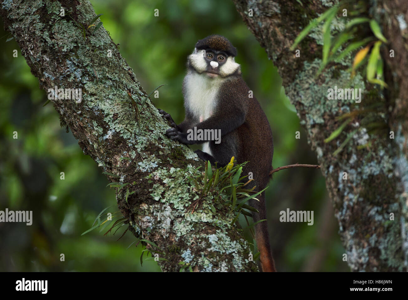Red-tail Monkey (Cercopithecus ascanius) in tree, Kakamega Forest ...