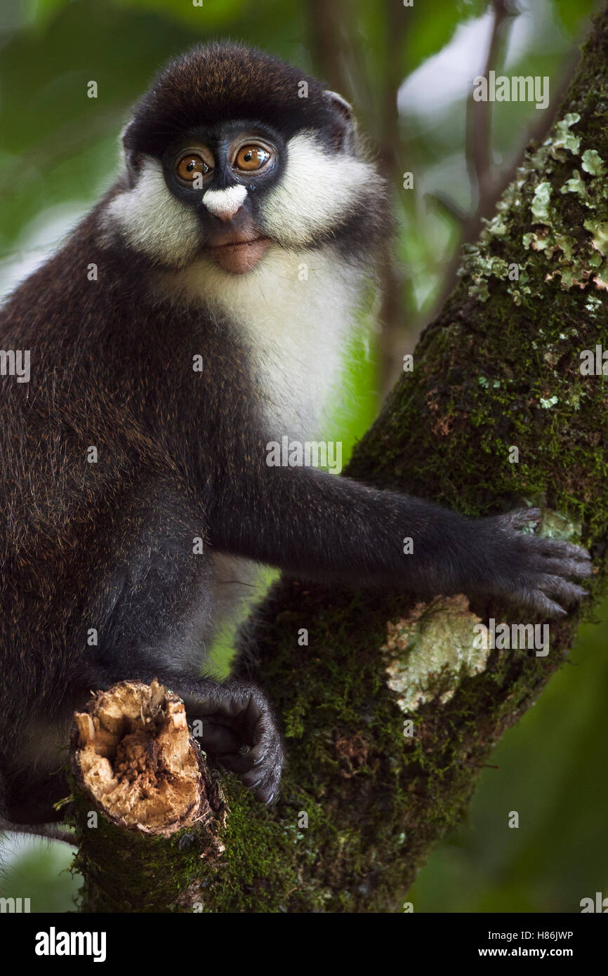 Red-tail Monkey (Cercopithecus ascanius) in tree, Kakamega Forest ...