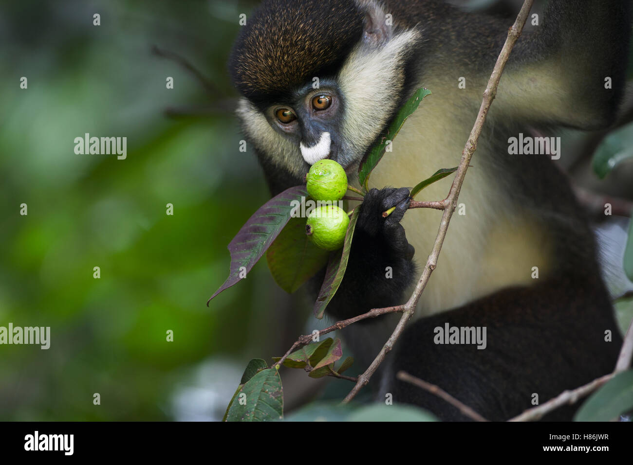 Red-tail Monkey (Cercopithecus ascanius) feeding on fruit, Kakamega ...