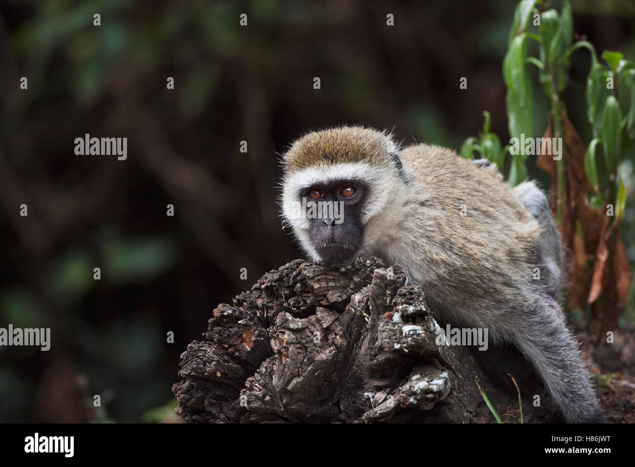 Black-faced Vervet Monkey (Cercopithecus aethiops) female resting ...