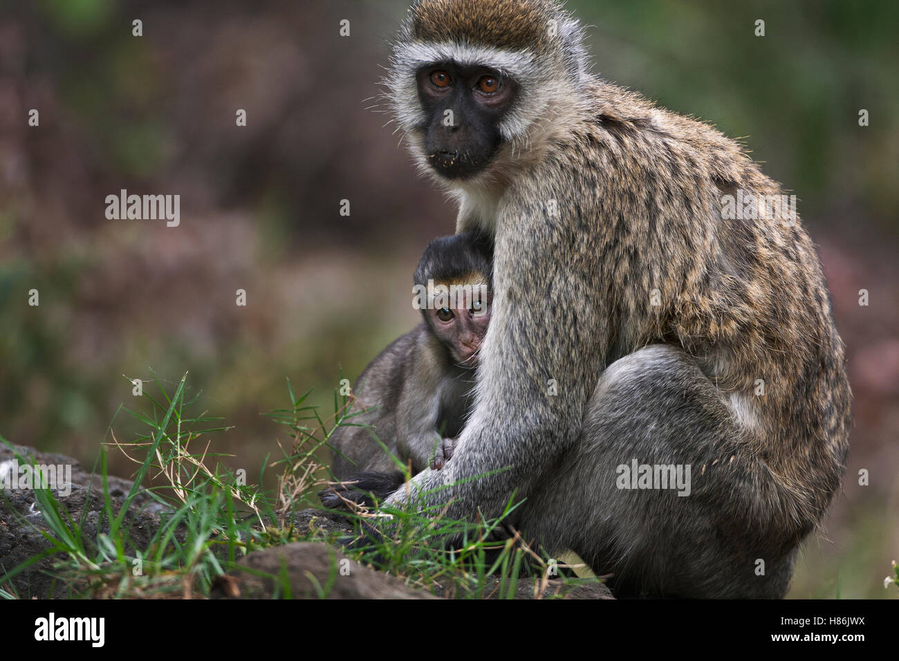 Black-faced Vervet Monkey (Cercopithecus aethiops) mother nursing baby ...