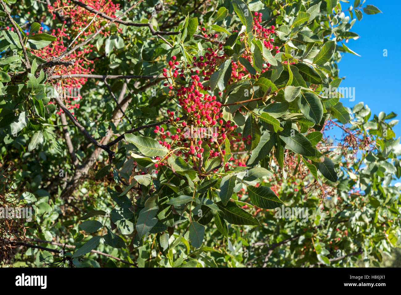 Terebinth tree hi-res stock photography and images - Alamy