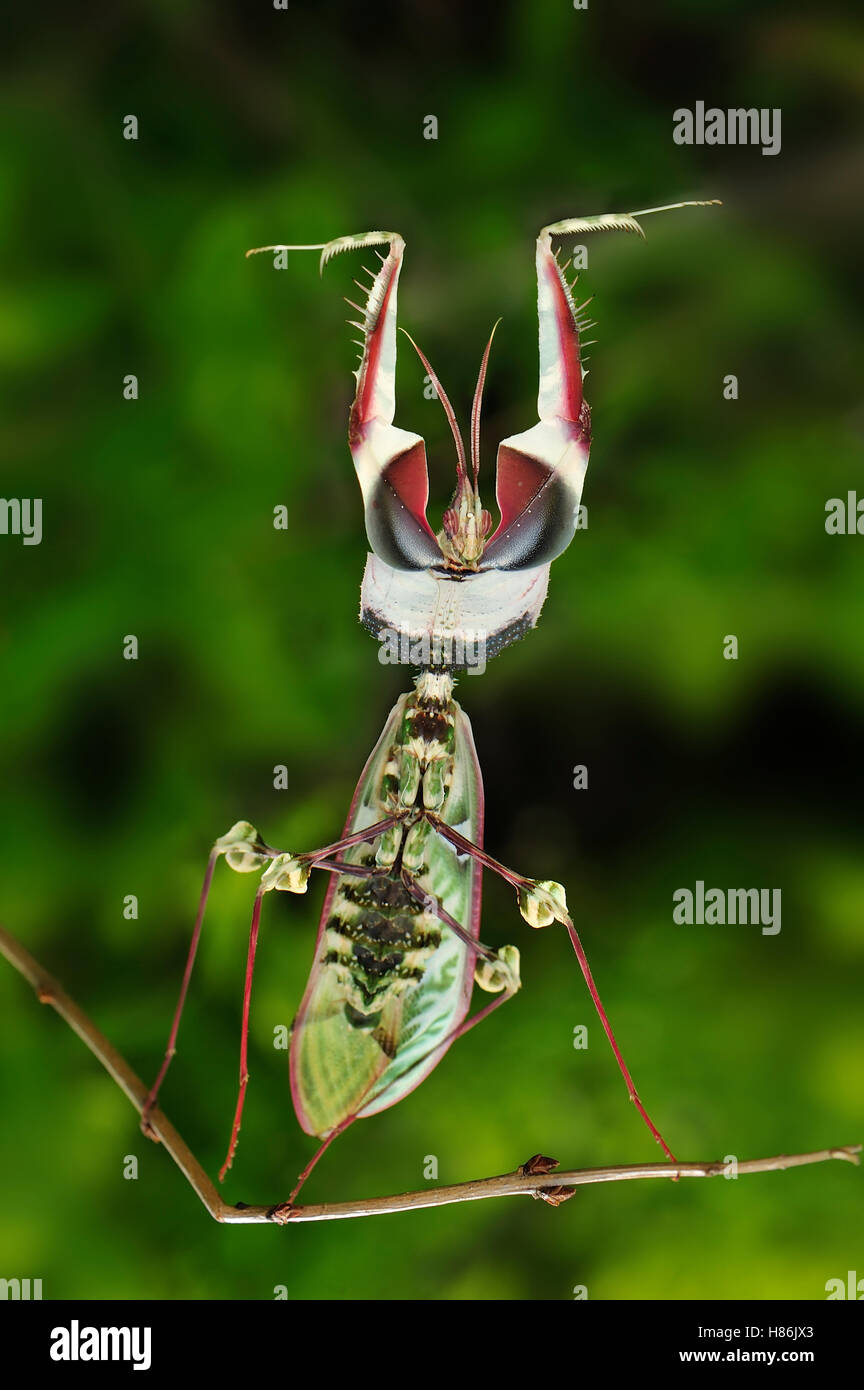 Devil's Praying Mantis (Idolomantis diabolica) in defensive posture ...