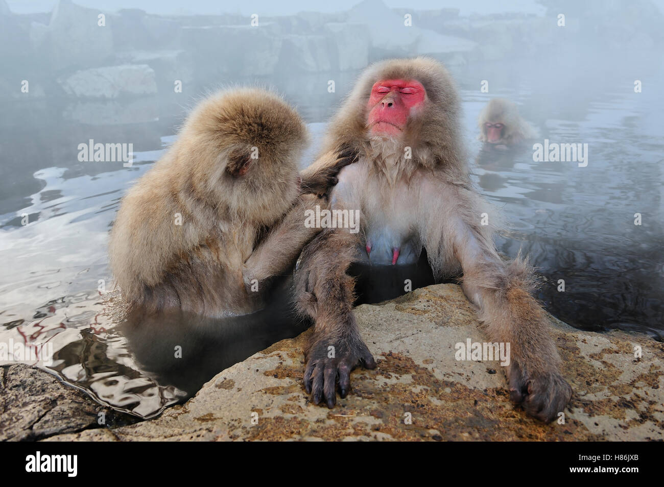 Japanese Macaque (Macaca fuscata) pair grooming in hot spring ...